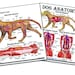 Dog Anatomy 2 Charts for Veterinarians and Students - Etsy