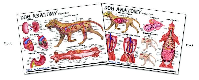 Dog Anatomy 2 Charts for Veterinarians and Students - Etsy