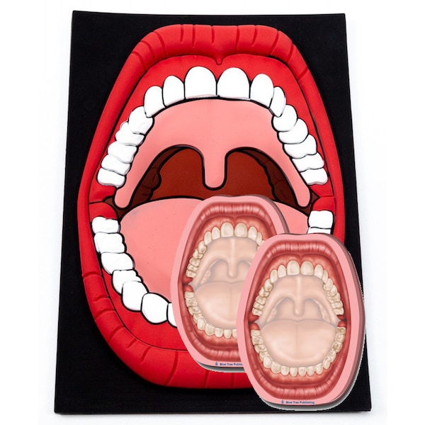 Mouth Model - Etsy