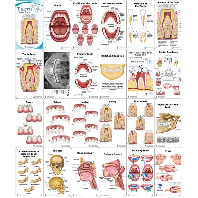 Teeth Pocket Chart for Dentist and Dental Hygienist - Etsy