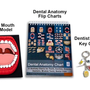 Dental Anatomy Flip Chart, Mouth Model, and Keychain for Dentist ...