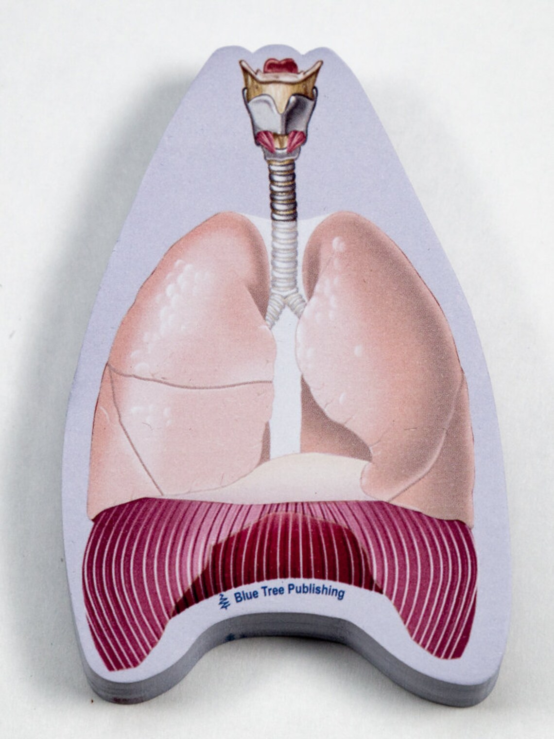 SLP Collection Set - Etsy