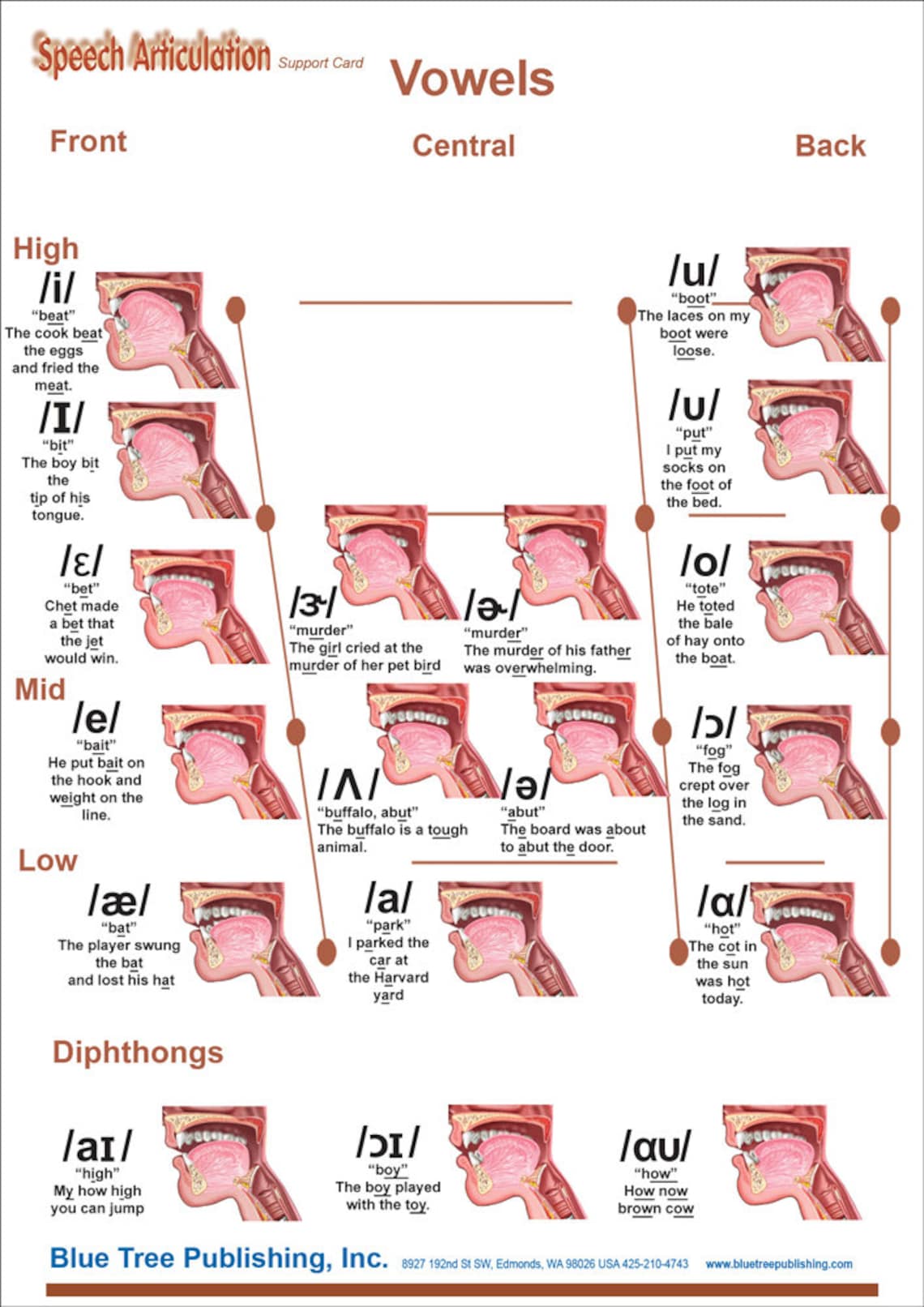 Speech Articulation Anatomical Chart - Etsy