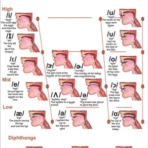 Speech Articulation Anatomical Chart - Etsy