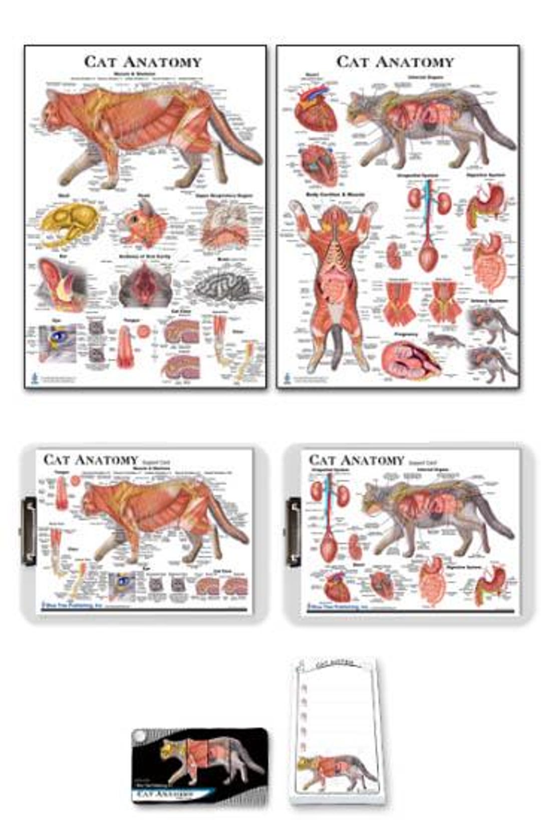 Cat Anatomy Set, Clipboard, Pocket Chart, Notepad, Anatomy & Veterinary ...