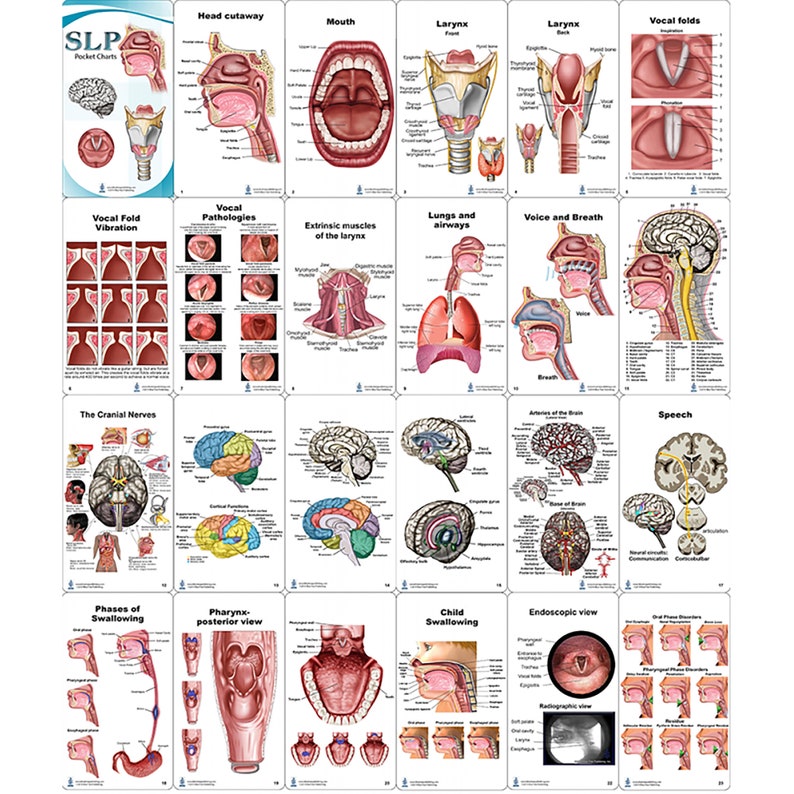 SLP Anatomy Pocket Charts - Etsy