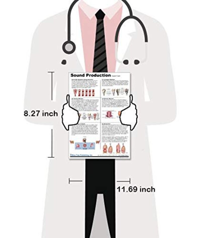 Sound Production Anatomical Chart for Voice and Singing Anatomy and ...