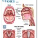 Voice and Larynx Tear off Tablet-50 Sheets per Tablet-1 Tablets per ...