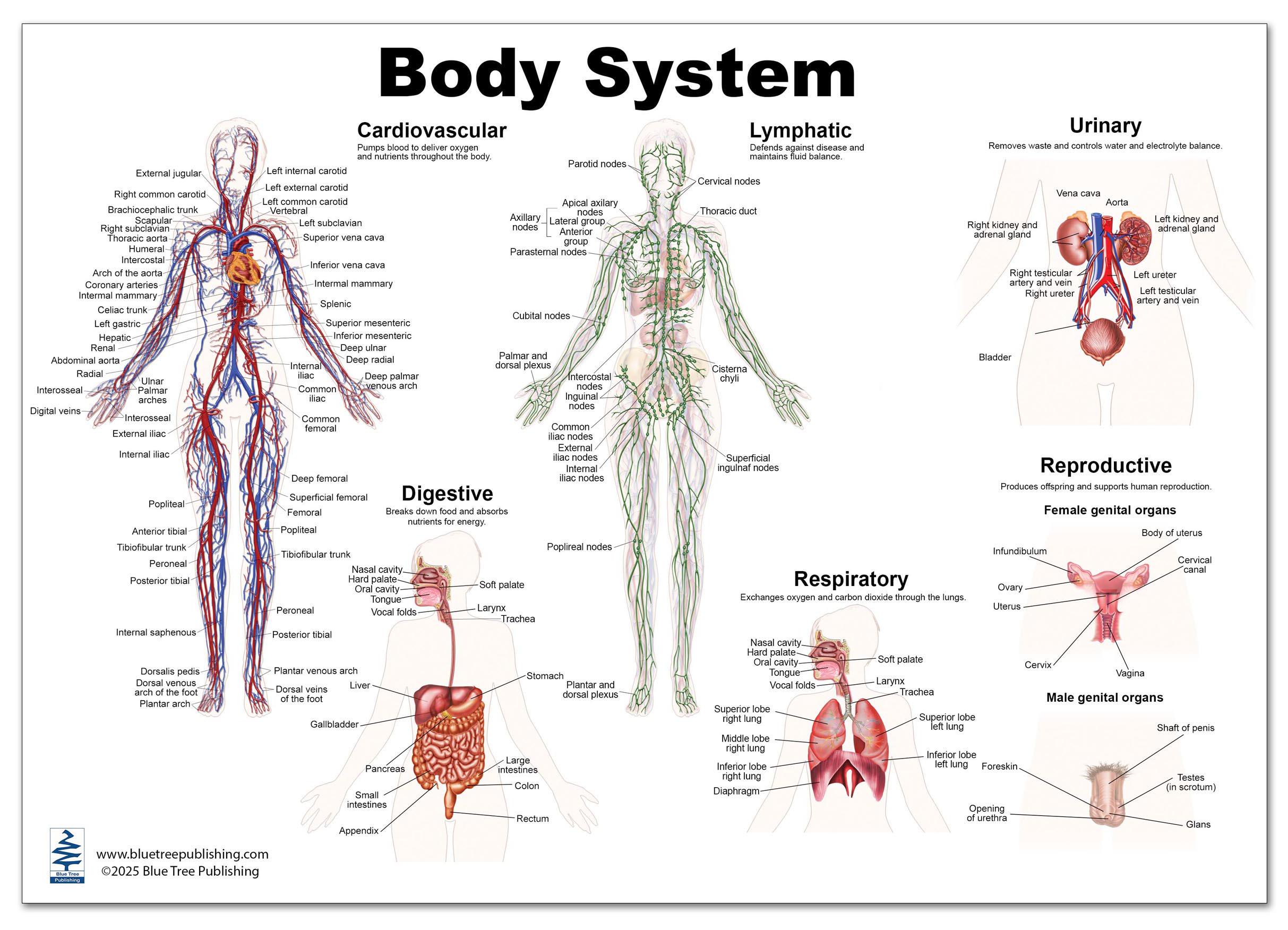 Human Body Systems Poster, Muscular, Nervous, Circulatory, Lymphatic ...