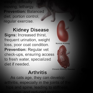 Cat 10 Health Concern Poster, Anatomy & Veterinary Physiology Feline ...