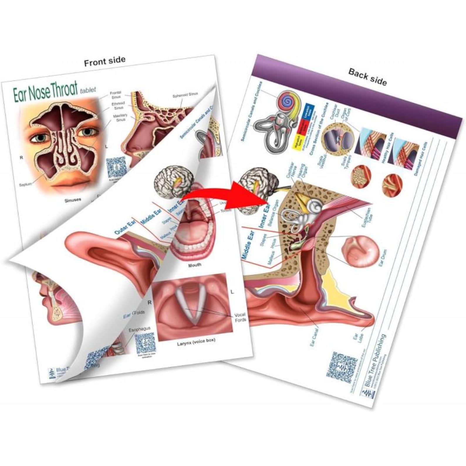 Ear Nose Throat Anatomical Chart, ENT, Pads-50 Sheets per Pad-8 1/4" W ...