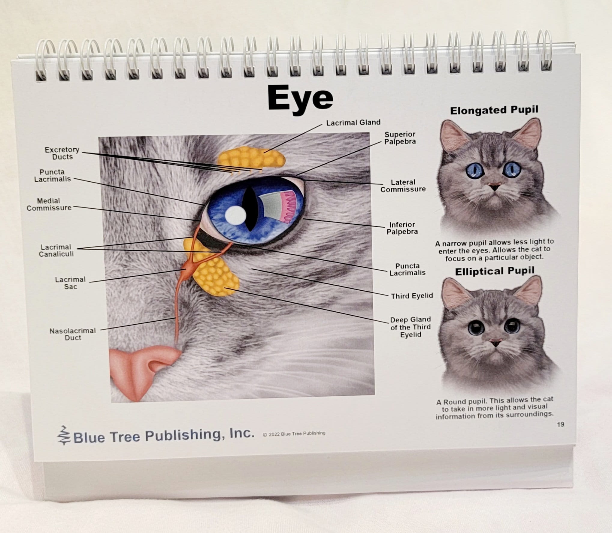 Cat Eye Anatomy