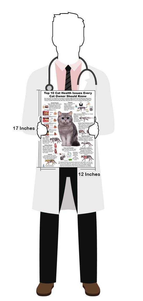 Cat 10 Health Concern Poster, Anatomy & Veterinary Physiology Feline ...