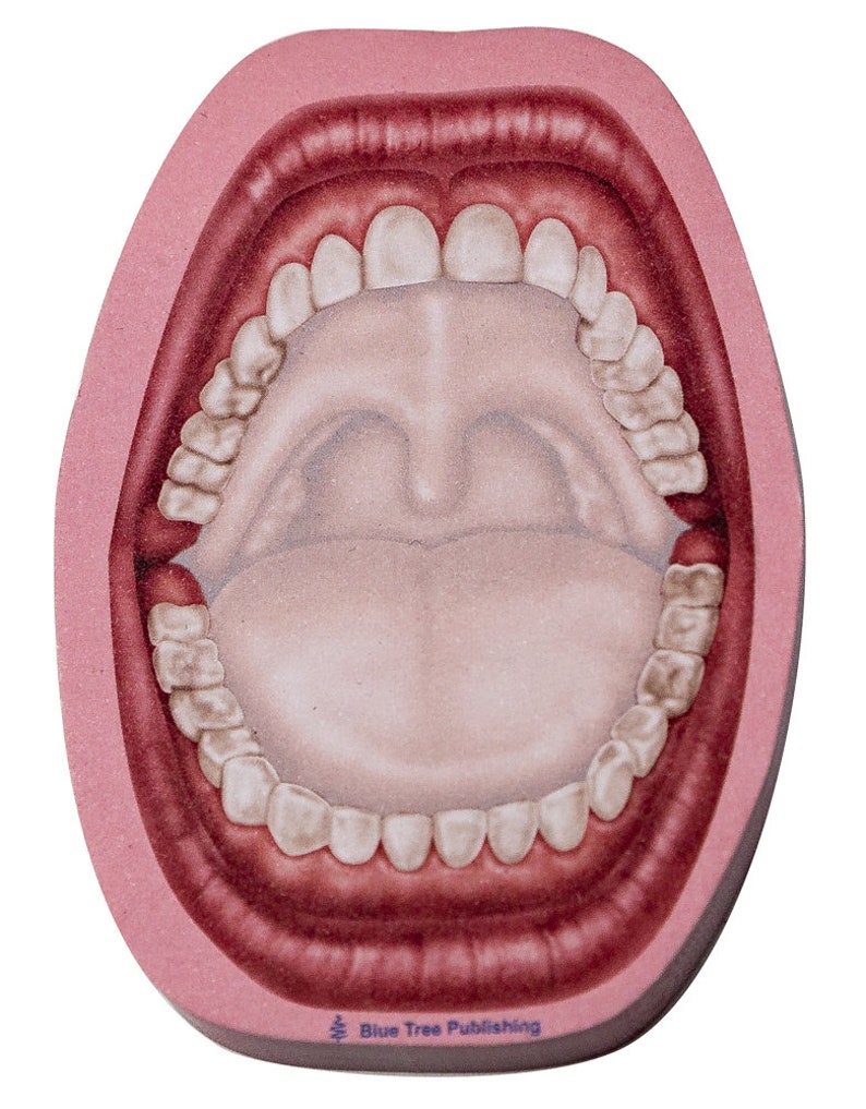 SLP Collection Set - Etsy