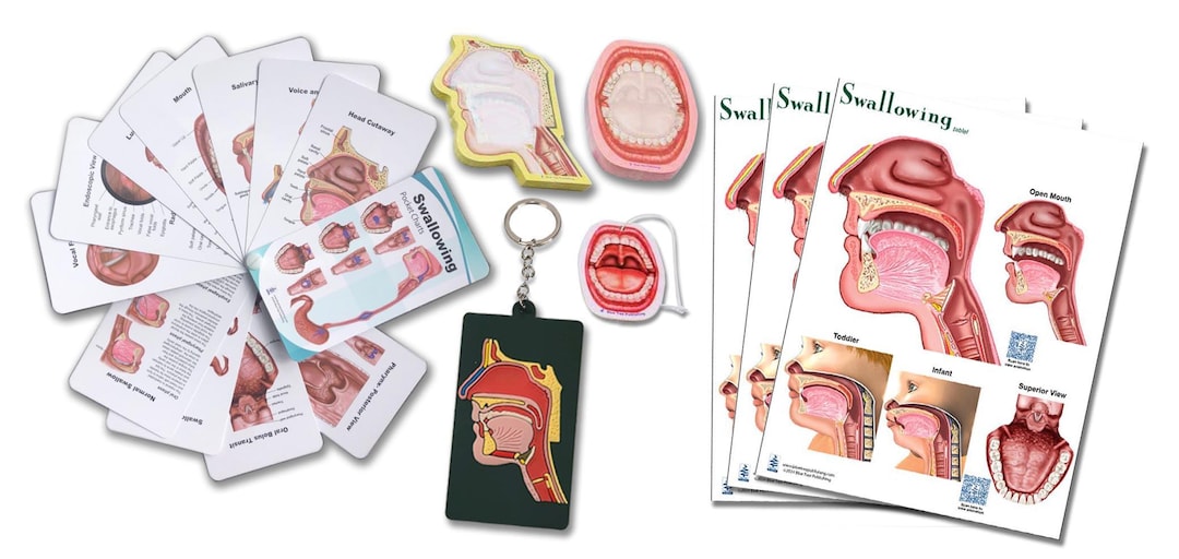 SLP Speech Language Pathology Swallowing and Oral Anatomy Teaching 6 ...