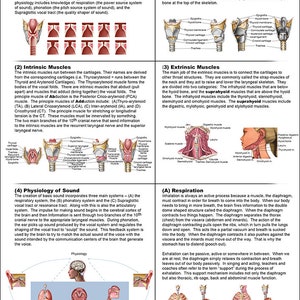 Sound Production Anatomical Chart for Voice and Singing Anatomy and ...