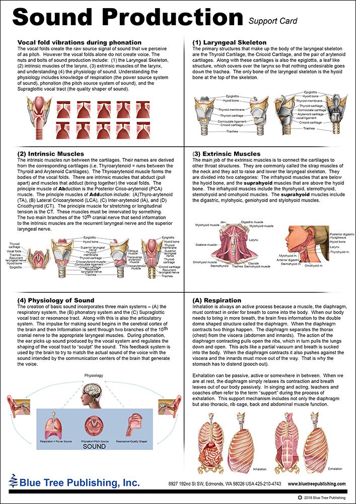 Sound Production Anatomical Chart for Voice and Singing Anatomy and ...