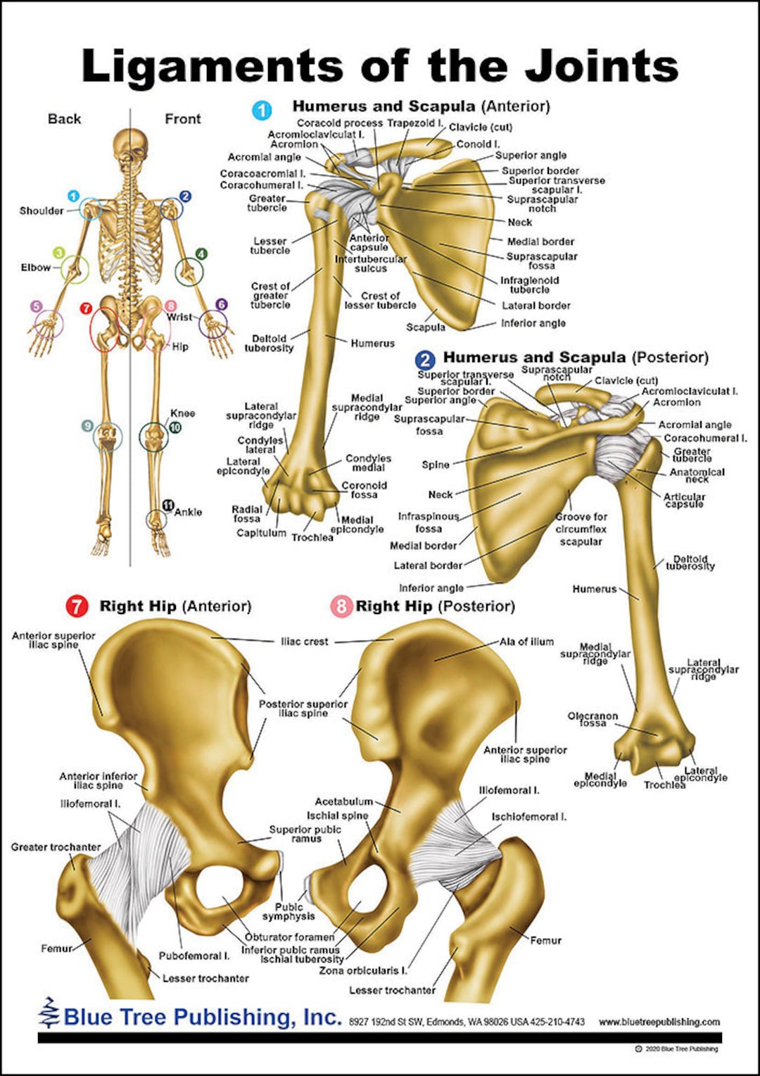 Ligaments of the Joints Anatomical Chart - Etsy