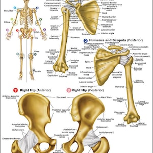 Ligaments of the Joints Anatomical Chart - Etsy