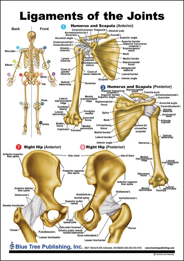 Ligaments of the Joints Anatomical Chart - Etsy