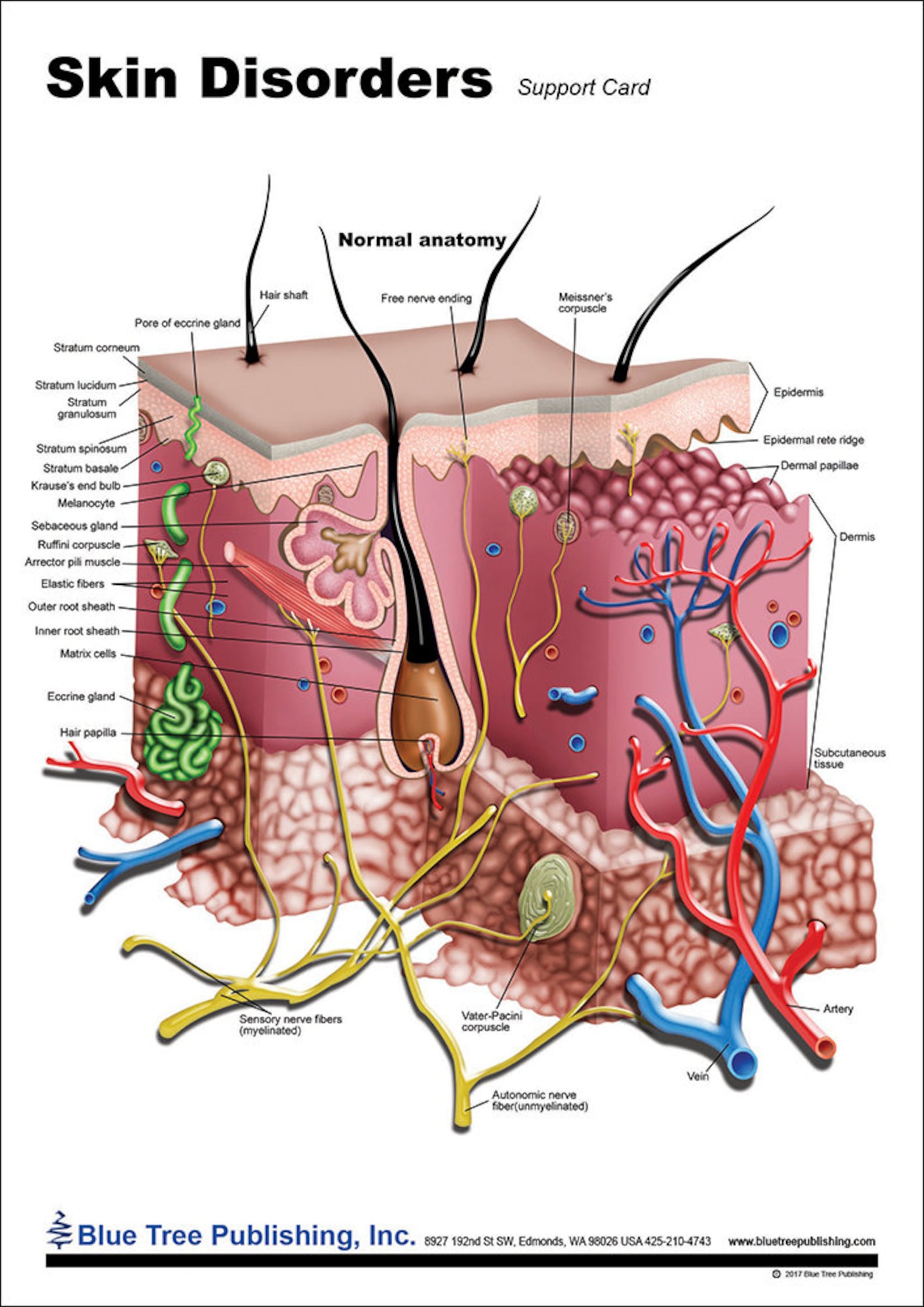 Skin and Skin Disorders Anatomical Chart - Etsy