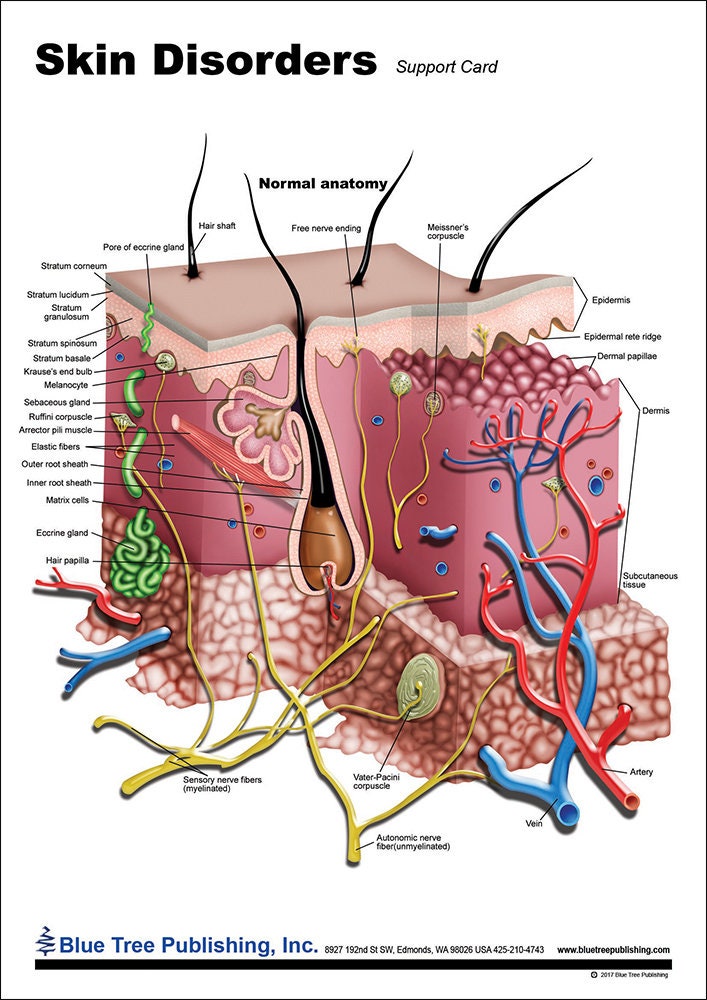Common Skin Disorders Diagram Skin Disorders: Pictures, Causes,