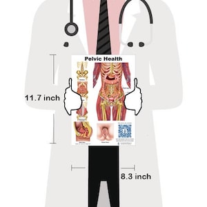 Pelvic Health and Pelvic Floor Anatomical Chart - Etsy