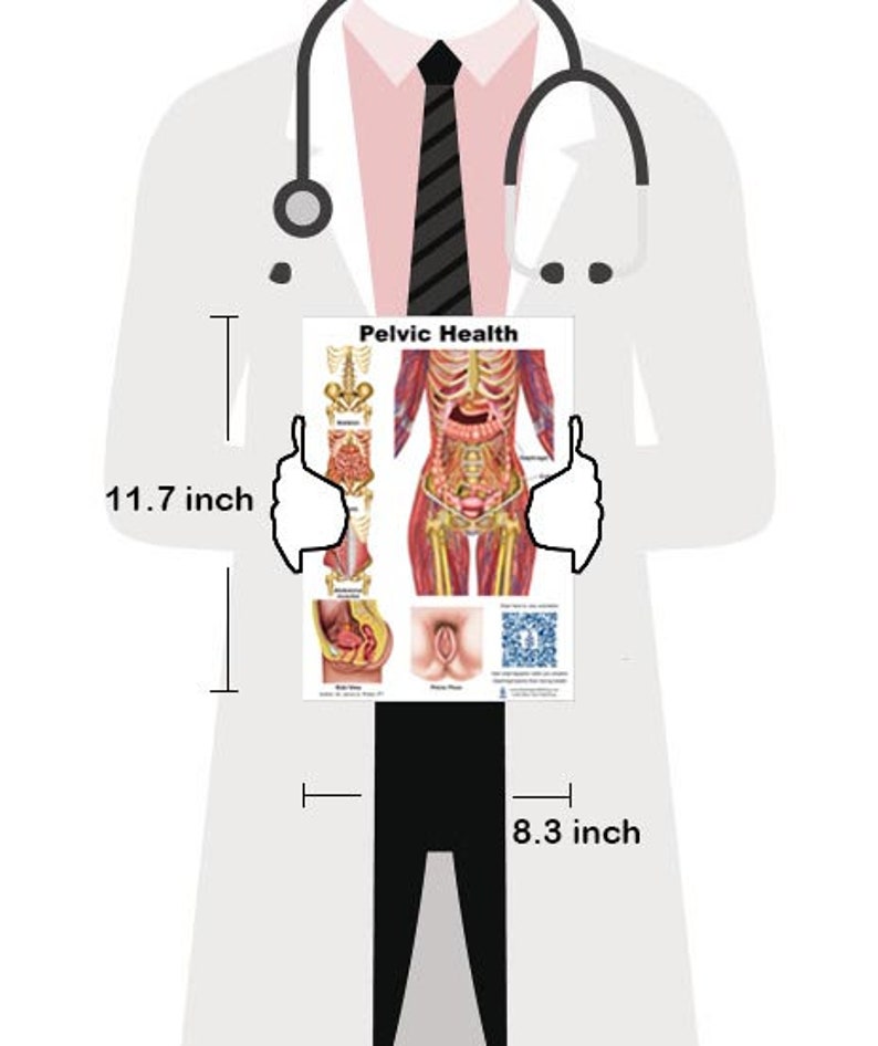 Pelvic Health and Pelvic Floor Anatomical Chart - Etsy