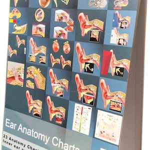 Ear Education for Audiologist, Poster, Charts and Model - Etsy
