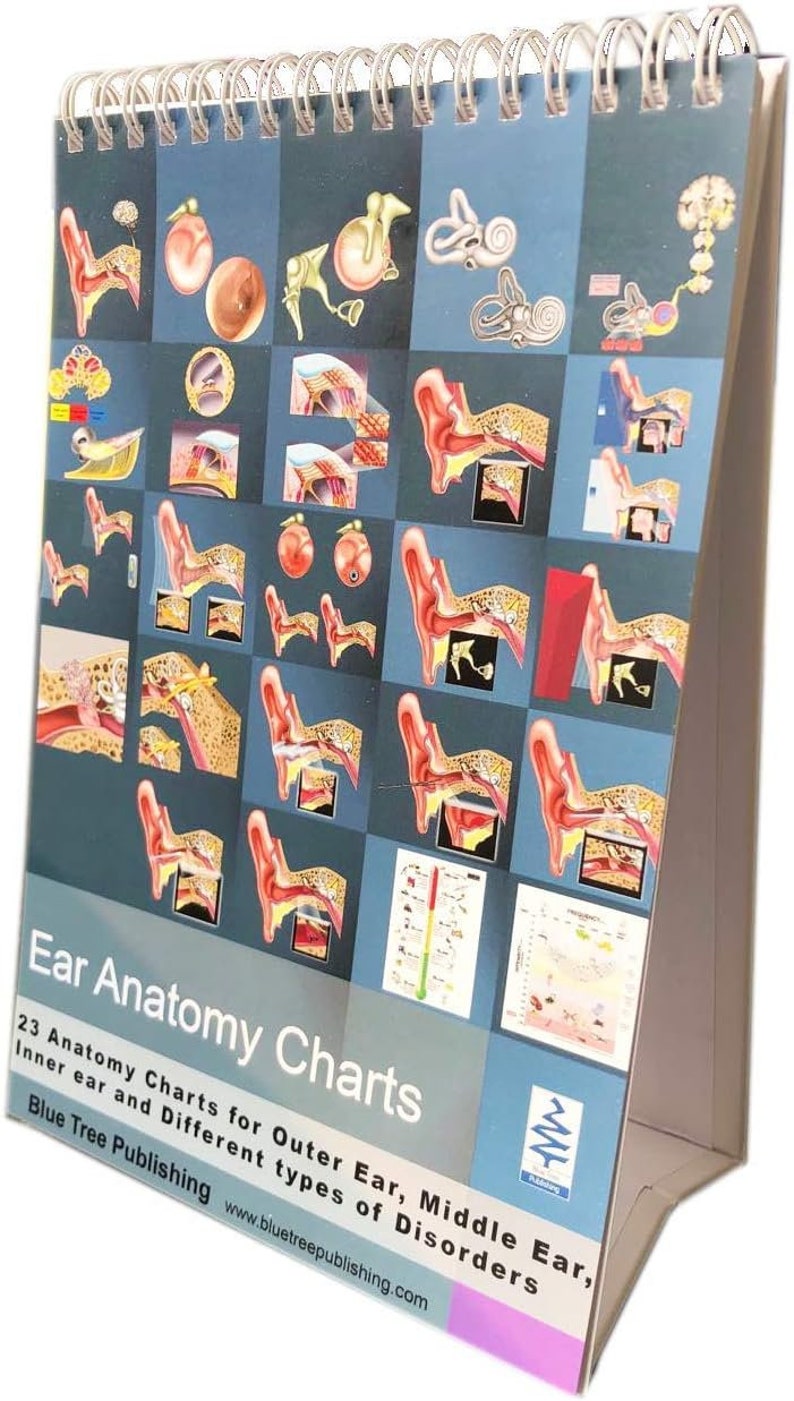 Ear Education for Audiologist, Poster, Charts and Model - Etsy