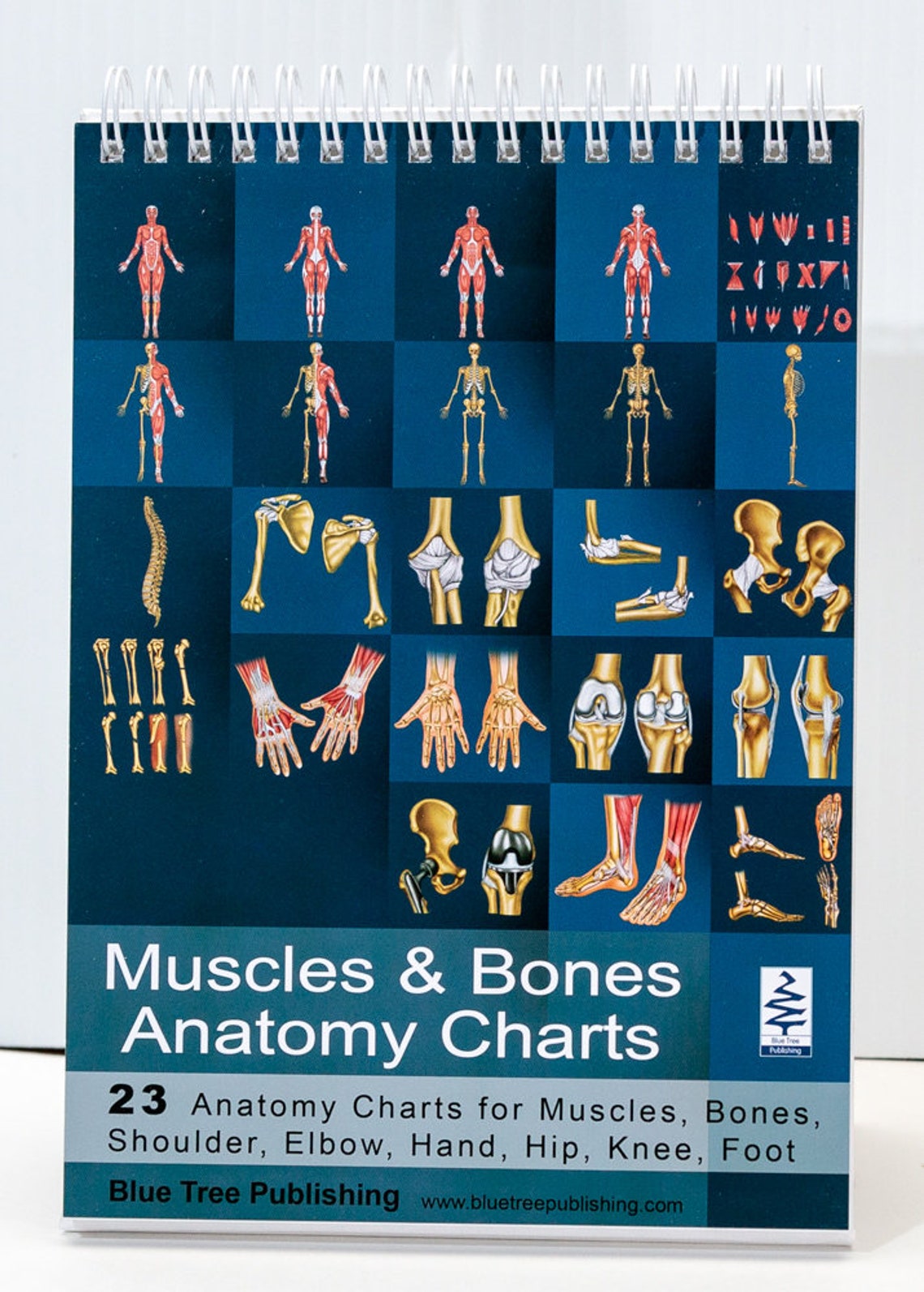 Muscles and Bones Anatomy Flip Charts - Etsy UK