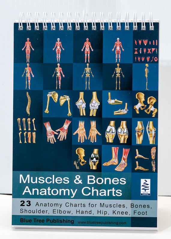 Muscles and Bones Anatomy Flip Charts | Etsy