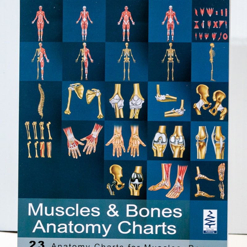 Muscle Chart - Etsy