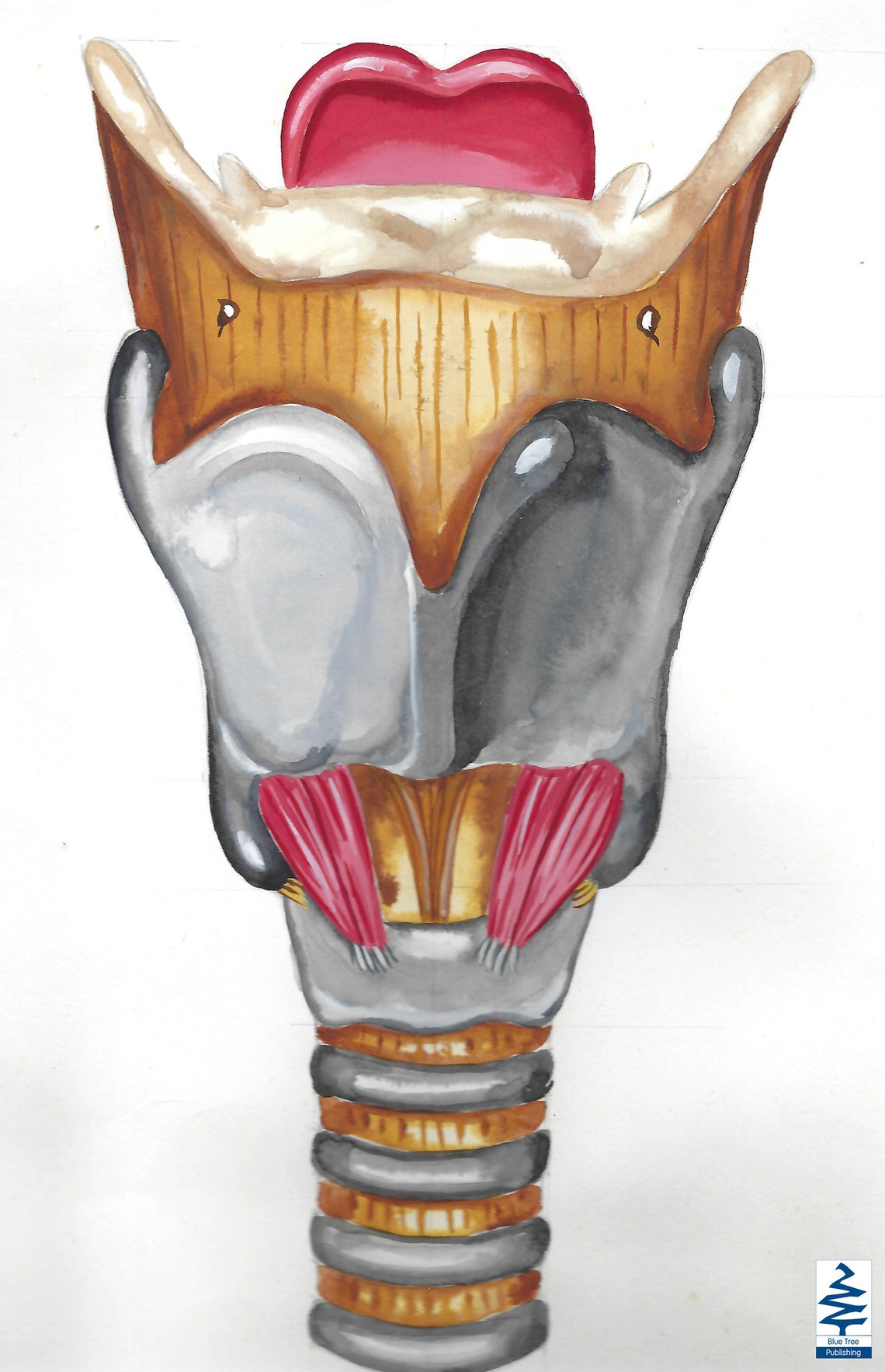 Original Larynx Concept Drawing From Blue Tree Publishing - Etsy UK