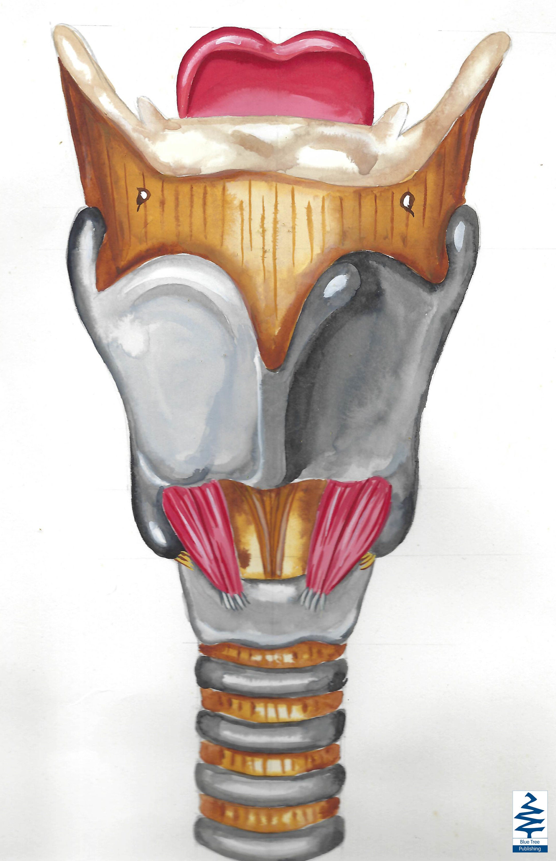 Original Larynx Concept Drawing From Blue Tree Publishing - Etsy