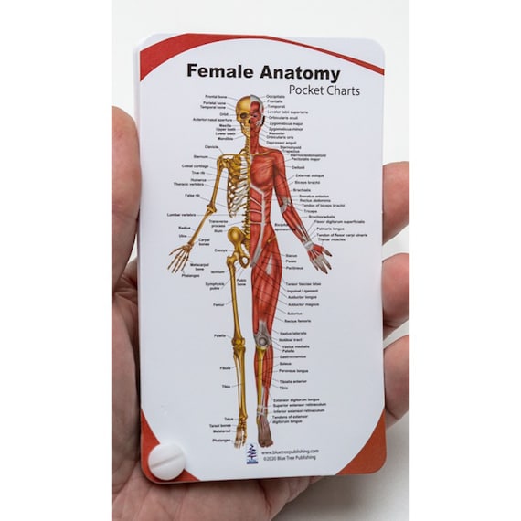 Female Medical Body Chart