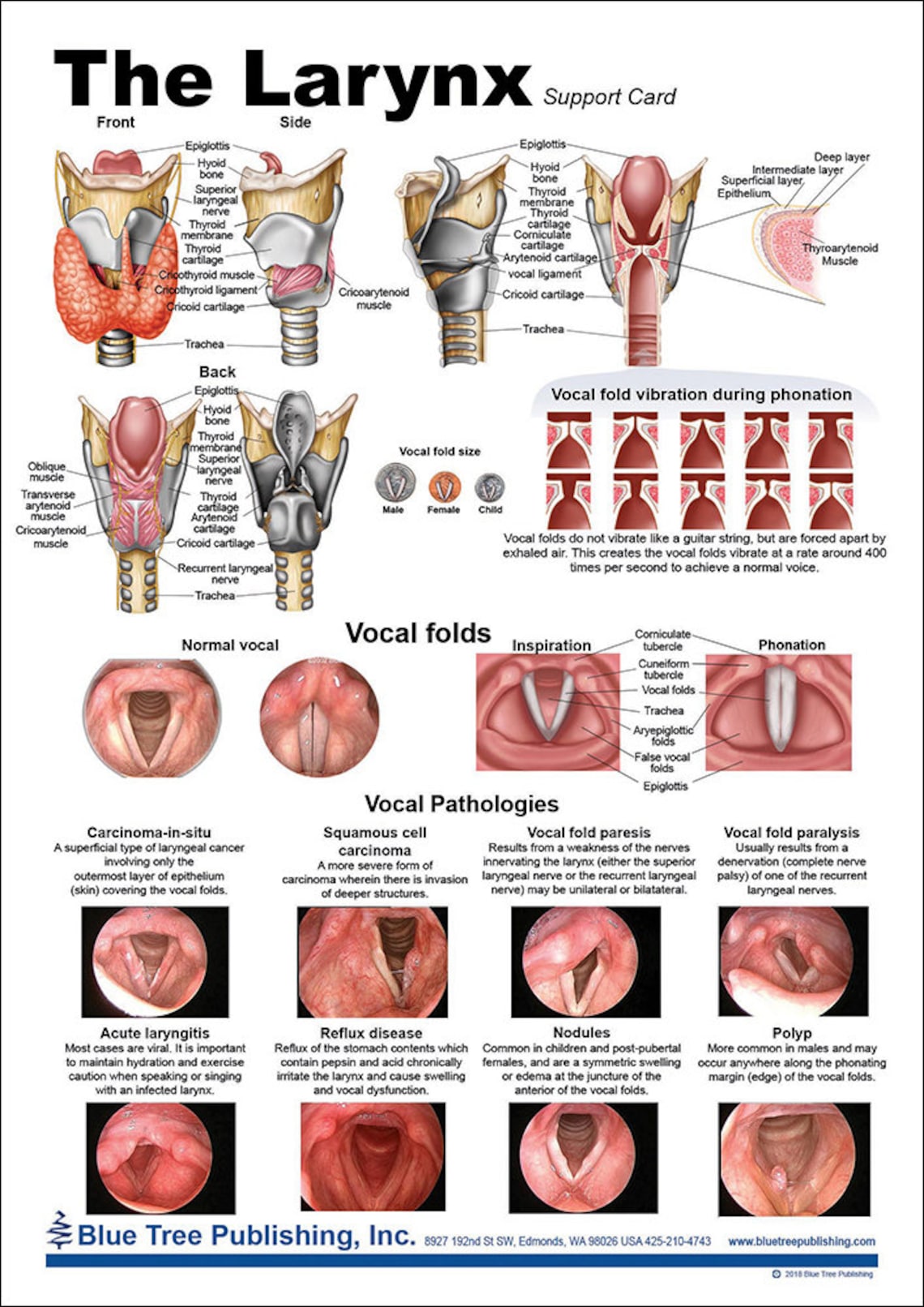 Larynx Anatomical Chart - Etsy
