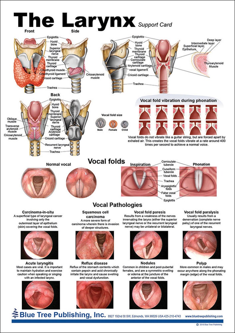 Larynx Anatomical Chart - Etsy