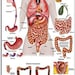 Digestive System Anatomical Chart and Poster - Etsy Canada