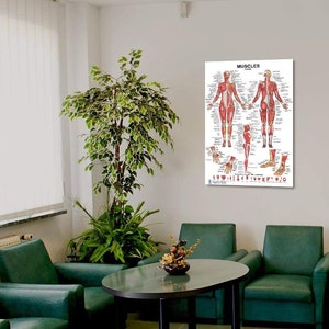 Muscles Anatomy Female Large Poster - Etsy