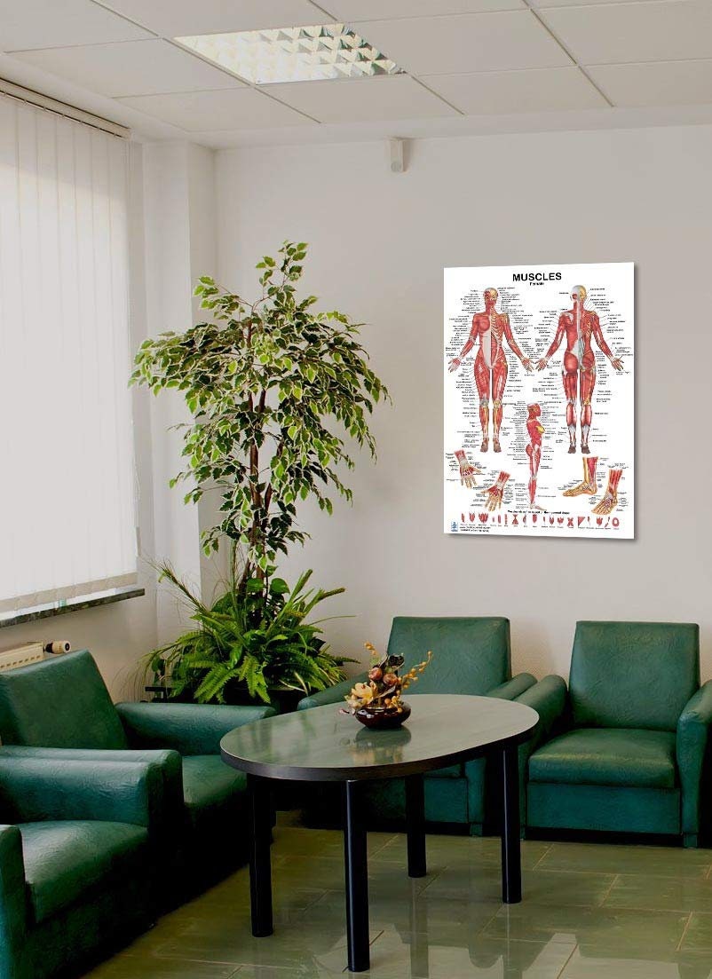 Muscles Anatomy Female Large Poster - Etsy