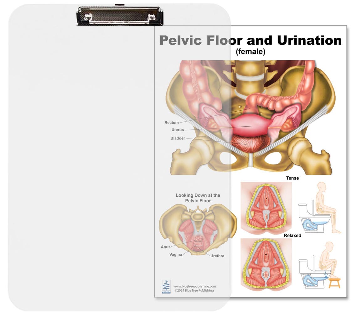 Blue Tree Publishing Pelvic Health and Pelvic Floor Clipboard A4 Size ...