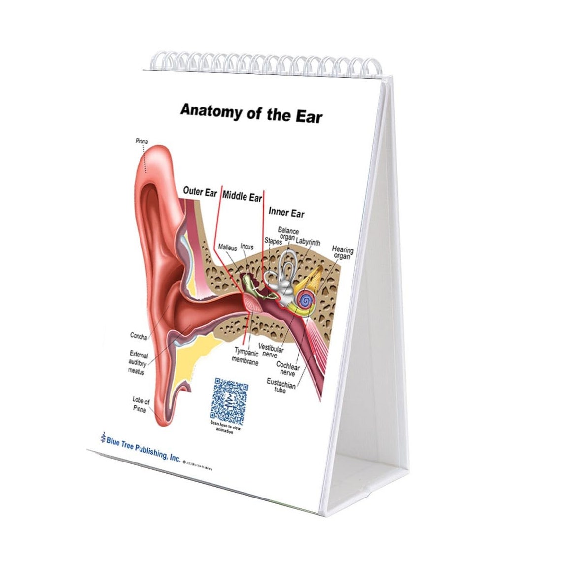 ENT Anatomy Flip Charts, Otolaryngologist Anatomy, Ear, Nose, Larynx ...
