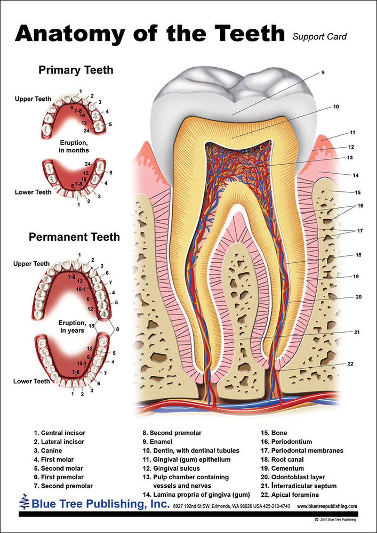 Teeth Anatomical Chart - Etsy