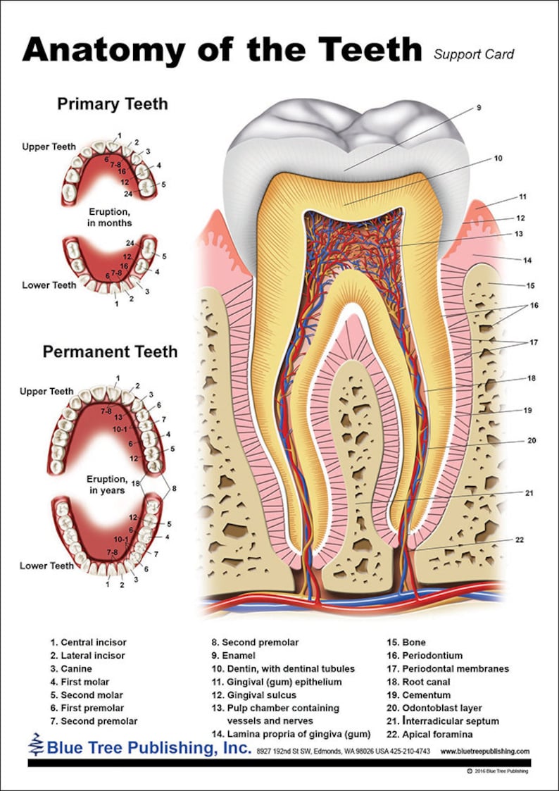 Teeth Anatomical Chart - Etsy
