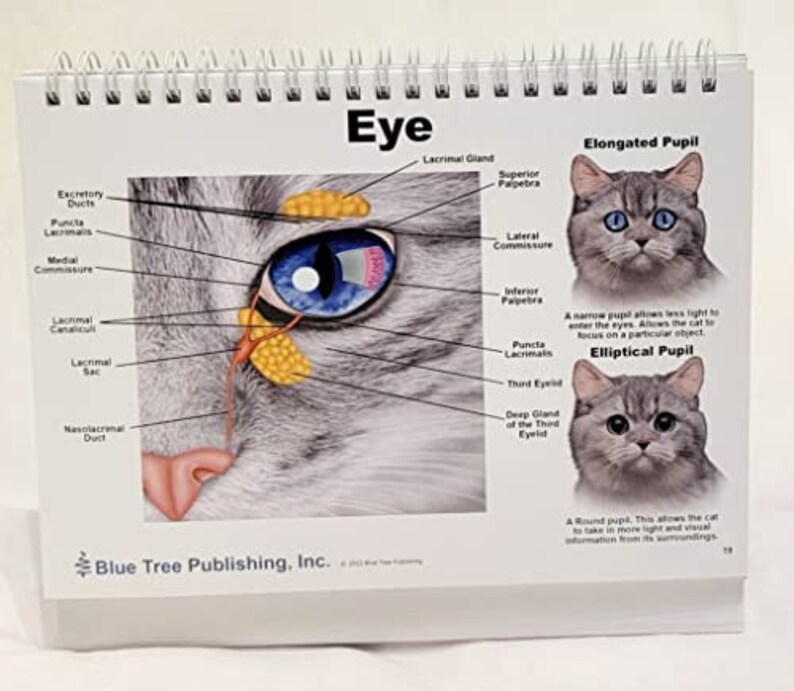 Dog and Cat Veterinary Anatomy Flip Charts, Anatomy & Veterinary ...