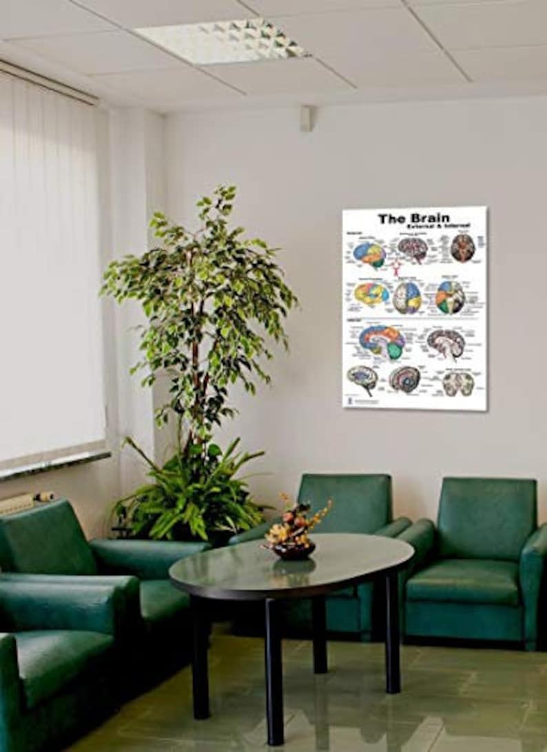 The Brain Poster 24x36inch, External & Internal Structures - Etsy