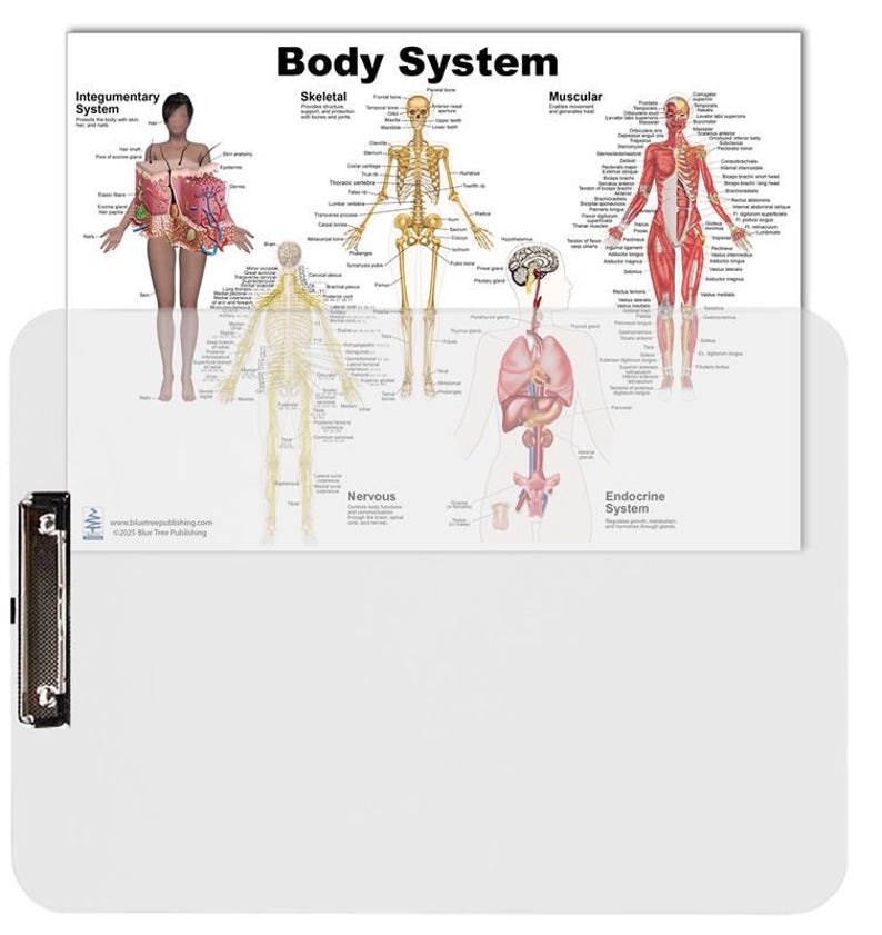 Human Body Systems Poster, Muscular, Nervous, Circulatory, Lymphatic ...