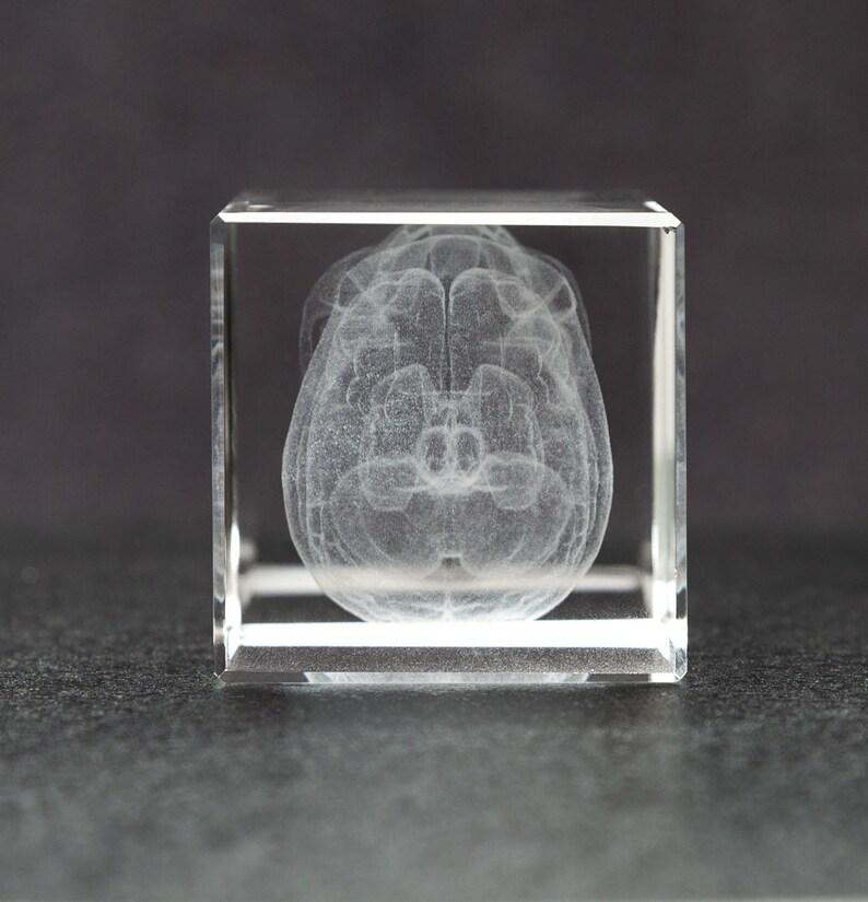 Skull and Brain Crystal Art | Etsy