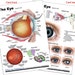 Eye Anatomical Chart - Etsy